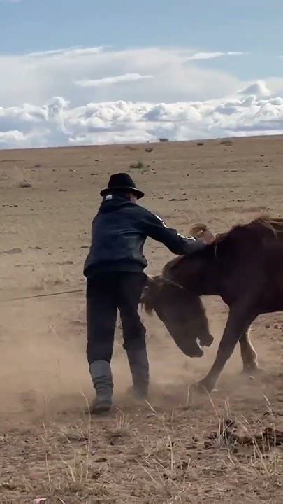 Адуунд эрэмгий ааг бяр нь амтагдсан Монгол залуус 🐎🐎🐎 Youtube