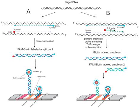 Oligonucleotide Probe