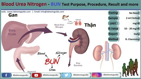 BUN Blood Urea Nitrogen Test Purpose Procedure Results And More Lab Tests Guide