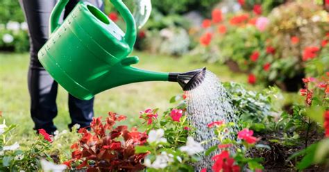 Best Watering Cans For Plants Treeier