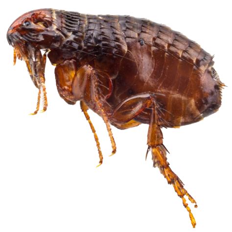 Bugmd Flea And Tick Control