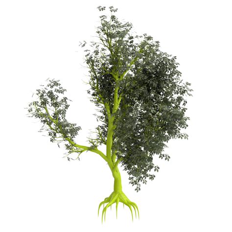 Tree Isolated On Transparent 21280315 PNG Tree Isolated On Transparent 21280315 PNG