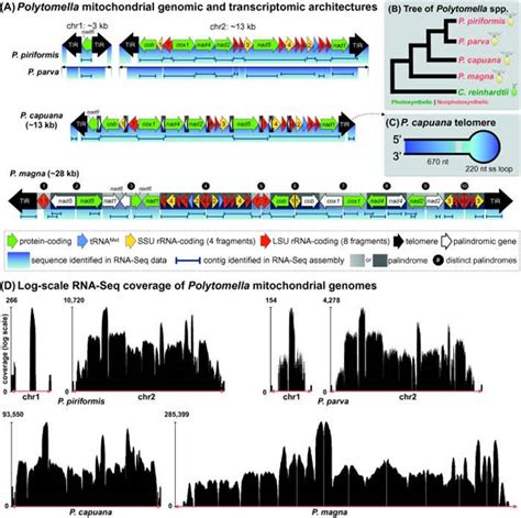 用rna Seq测序线粒体转录组 上海净信
