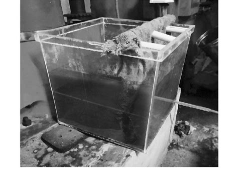 Model Set Up In Laboratory Experiments Download Scientific Diagram