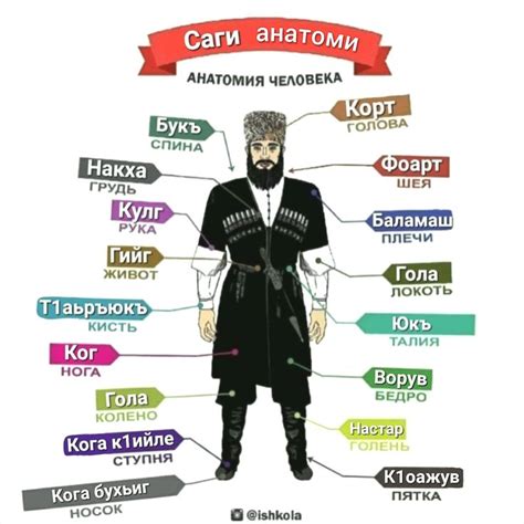 Анатомия человека на Ингушском языке
