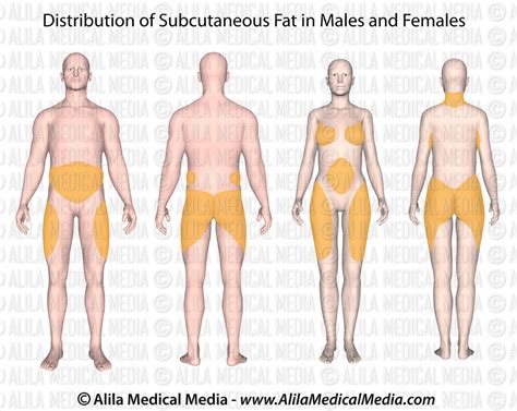 Alila Medical Media Subcutaneous Fat Distribution In Human Medical