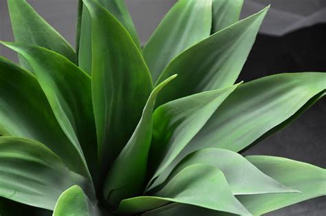 松萝铁兰 须 仿真空气凤梨 龙蛇兰垂吊 造景 绿植 壁挂吊兰 阿里巴巴