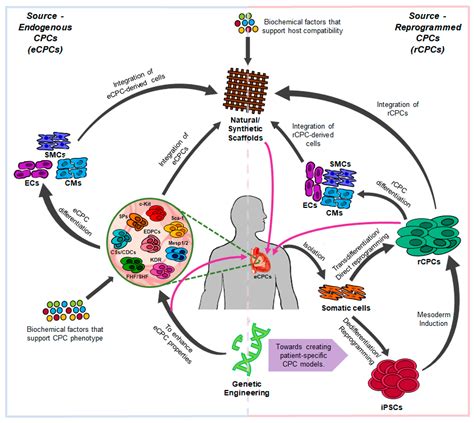 Cells Free Full Text Cardiac Progenitor Cells From Stem Cells Learning From Genetics And