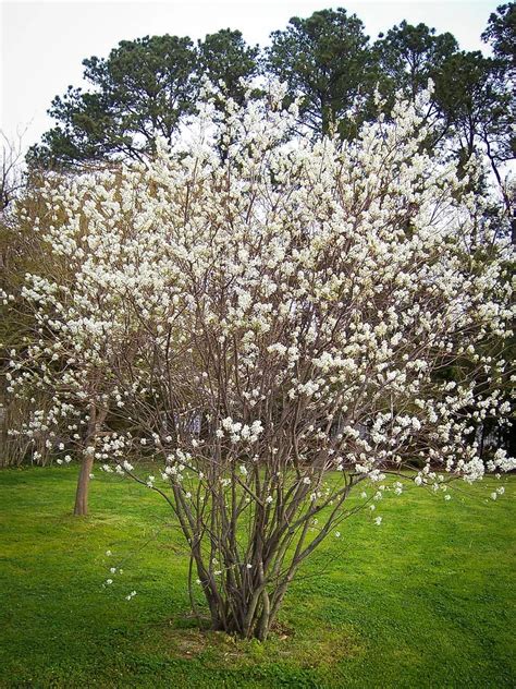 Serviceberry For Sale Online The Tree Center