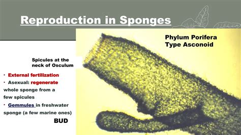 Reproduction In Porifera Types Of Spongespptx