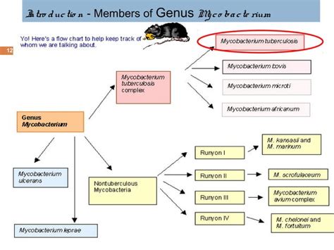 Tb Presentation Lab Diagosis Sept 2013 Ppt