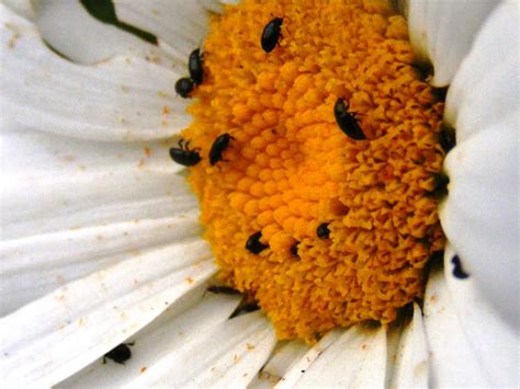 Daisy Bugs By Lilhildez On Deviantart