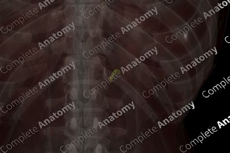 Cystic Duct Complete Anatomy