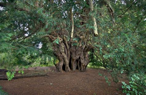 Yew Tree Wallpapers 26 Images Wallpapercat
