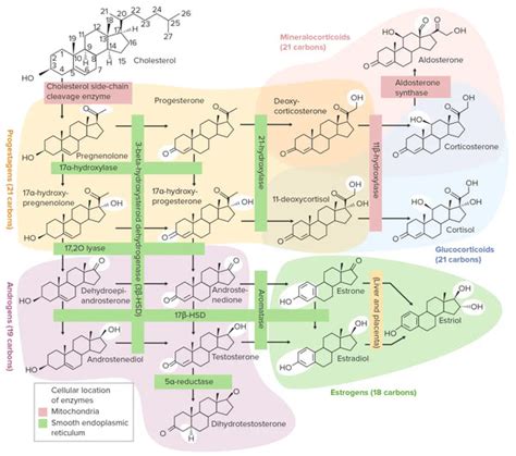 How To Improve Testosterone Levels Naturally A Comprehensive Guide To