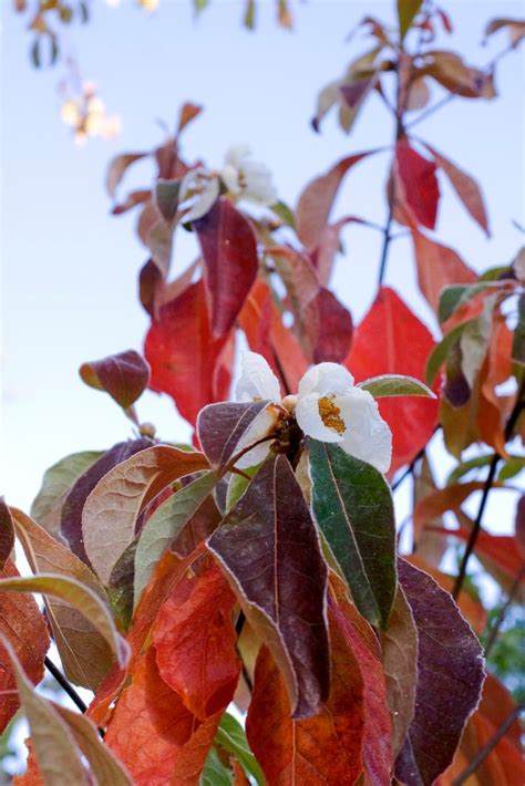 Franklinia Alatamaha Franklin Tree Rhs Gardening