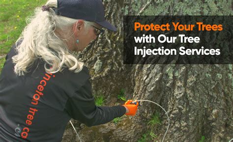 Tree Injections Nourishing Trees From Within Princeton Tree Care