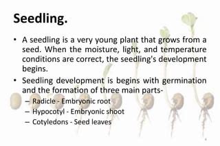 Seedling Functional Type PPT