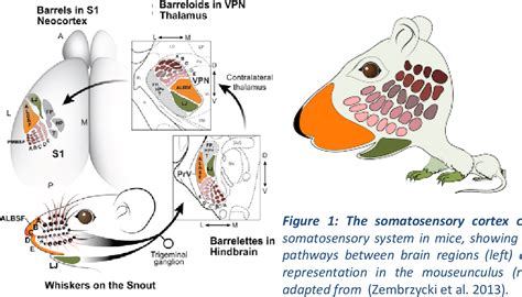 Nanoscale Imaging Of Synapse Morphology In The Mouse Neocortex In Vivo By Two Photon Sted