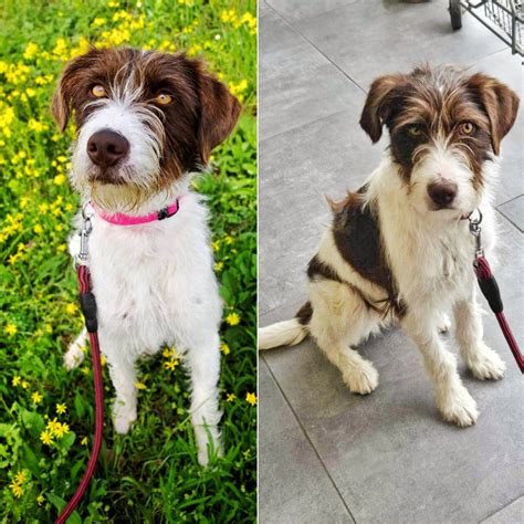 Хаки Кан Haki Kan Бони ще бъде ОСИНОВЕНА от ветеринарен лекар 😍 Благодаря на всички за