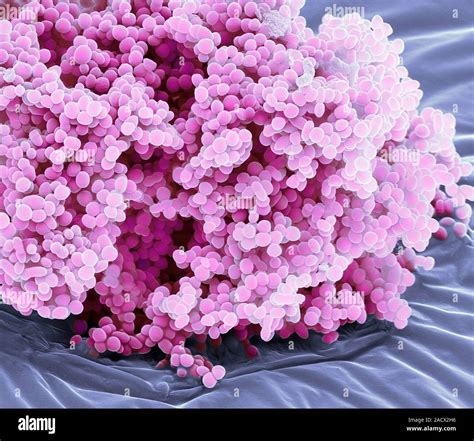 Lactococcus Lactis Bacteria Coloured Scanning Electron Micrograph Sem This Lactic Acid