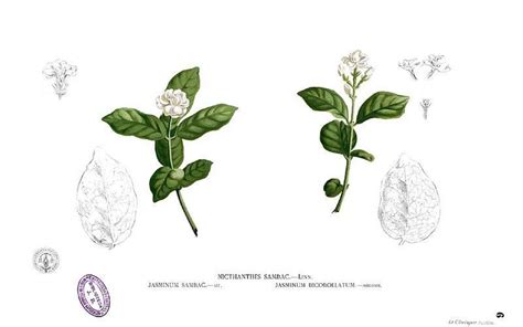 Sampaguita Drawing At Explore Collection Of