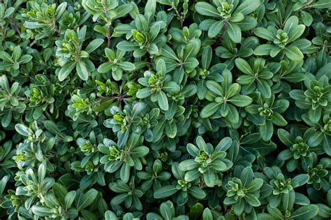 크리핑 백리향 지상 덮개의 배경입니다 출판 포스터 화면 보호기 벽지 엽서 배너 표지 게시물에 대 한 향기로운 흉선 Serpyllum 고품질 사진 관목에 대한 스톡 사진 및