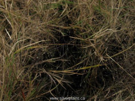 Scratch Grass Silver Plains Project