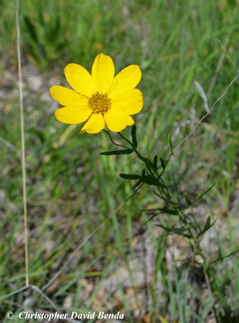 Coreopsis Palmata Illinois Botanizer