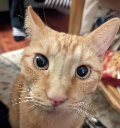 I May Have Created A Catnip Dependent Cat And Im Not Sorry R Cat