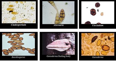 Pictures Showing Different Types Of Fungal Spores Download Scientific Diagram