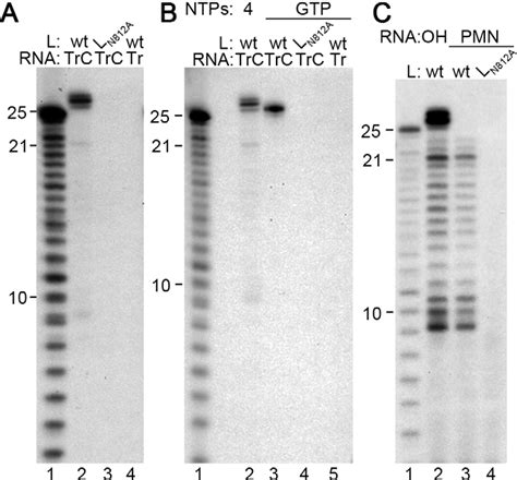 Figure 2 From The Respiratory Syncytial Virus Polymerase Has Multiple Rna Synthesis Activities