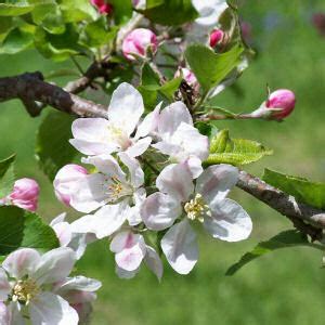 Michigan State Flower Apple Blossom Pyrus Coronaria From Netstatecom