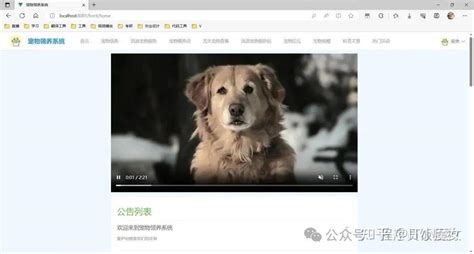 java毕设项目推荐基于Spring Boot Vue的宠物领养系统附源码 知乎
