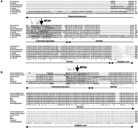 Relationship Of The Class Iib Aars Ob Folds To The Bfah Containing