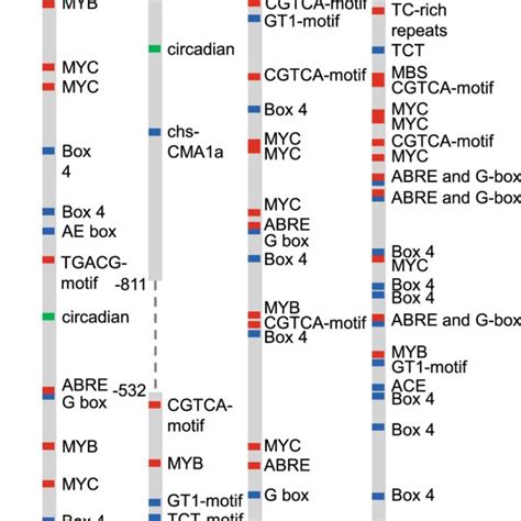 Cis Acting Regulatory Elements Identified In The Promoter Sequences Of Download Scientific