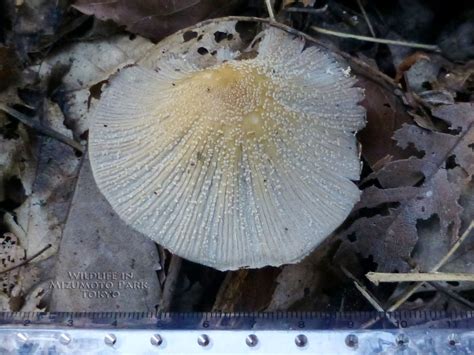 コキララタケ Firerug Inkcap 水元公園の生き物