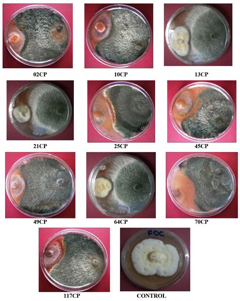 Effect Of Various Ph Levels On The Growth And Sporulation Of Trichoderma Viride Isolates And