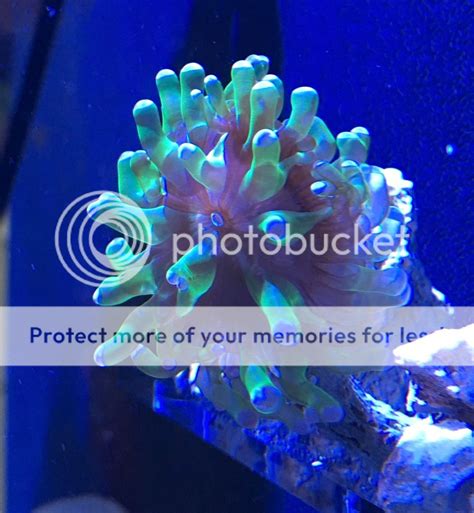 Bright Green Frogspawn And Red Acans Michigan Reefers