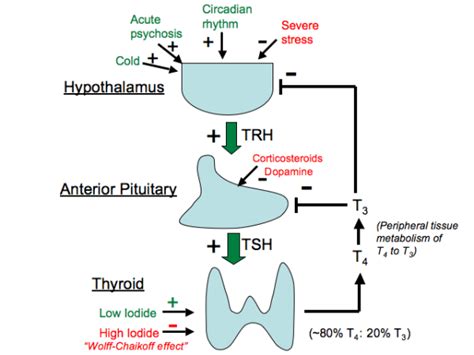 Thyroidgland Tusom Pharmwiki