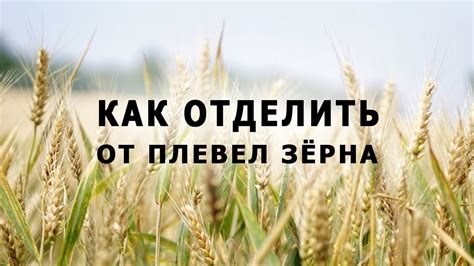 КАК ОТДЕЛИТЬ ОТ ПЛЕВЕЛ ЗЁРНА © Cvett Youtube