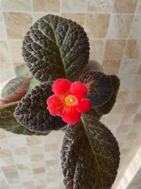Episcia Red Kee Wee With Self Watering Pot Furniture And Home Living