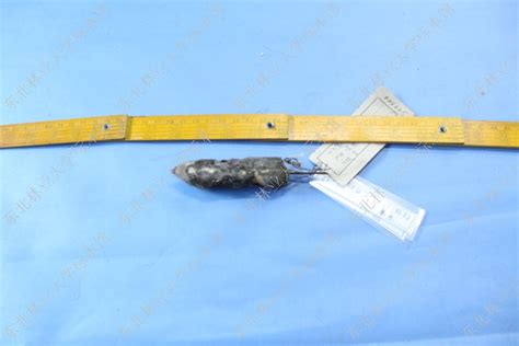 普通鼩鼱 Sorex araneus 物种库 国家动物标本资源库