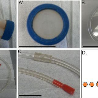 Apparatuses For Assembly A A A Mesh Filter Fastened To A 50 Ml Download Scientific Diagram