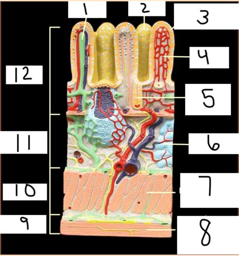 Intestinal Wall Model Flashcards Quizlet