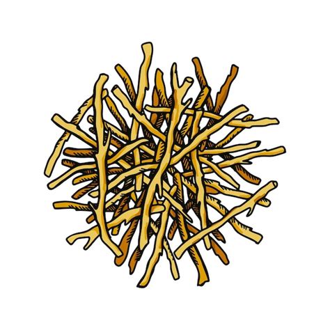 손으로 그린 말린 뿌리 흰색 배경에 고립 식물 벡터 일러스트 레이 션 프리미엄 벡터