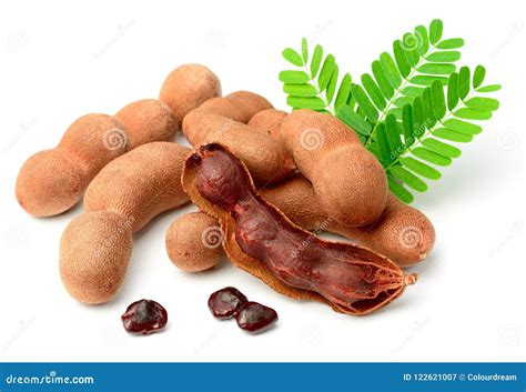 Fresh Tamarind Fruit Hanging Down From Its Tree In A Tropical As