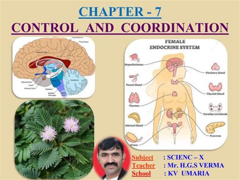 Control And Coordinationpptx