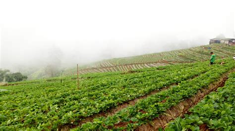 무료 이미지 딸기 들 언덕 역 농원 현금 작물 차 공장 대기 현상 고지 농업 수확고 농장 식물 농촌