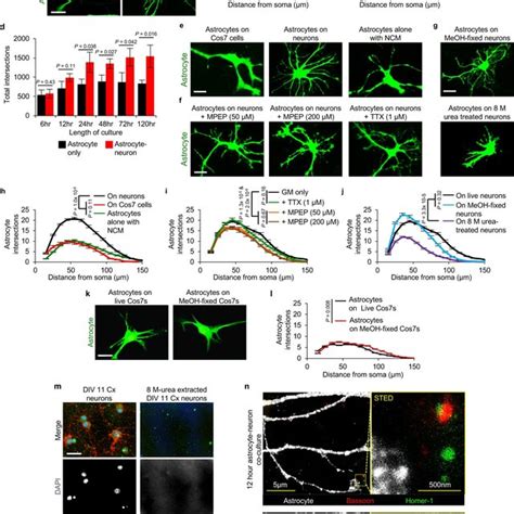 Cagla Eroglu Professor Ph D Duke University Medical Center Durham Dumc Department Of